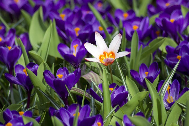 Colorful spring flowers stock image. Image of colorful - 19131051