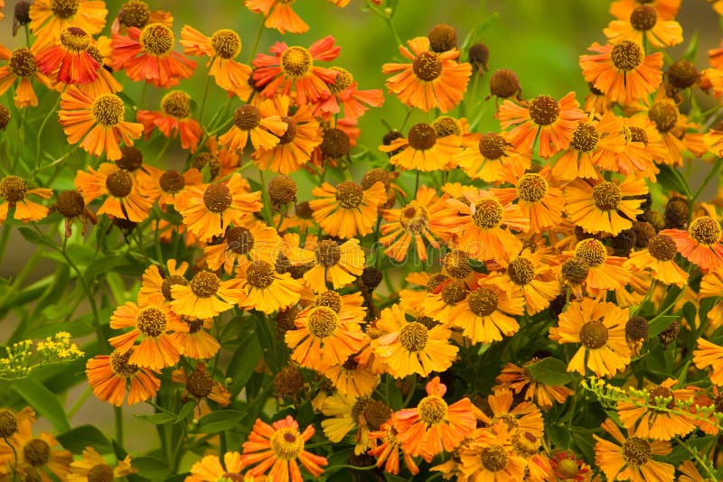 Colorful Spring Flowers stock photo. Image of comfort - 2179658