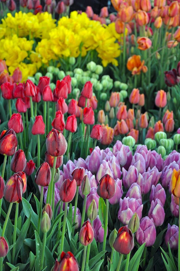 Spring flowers stock photo. Image of botanical, yellow - 8843988