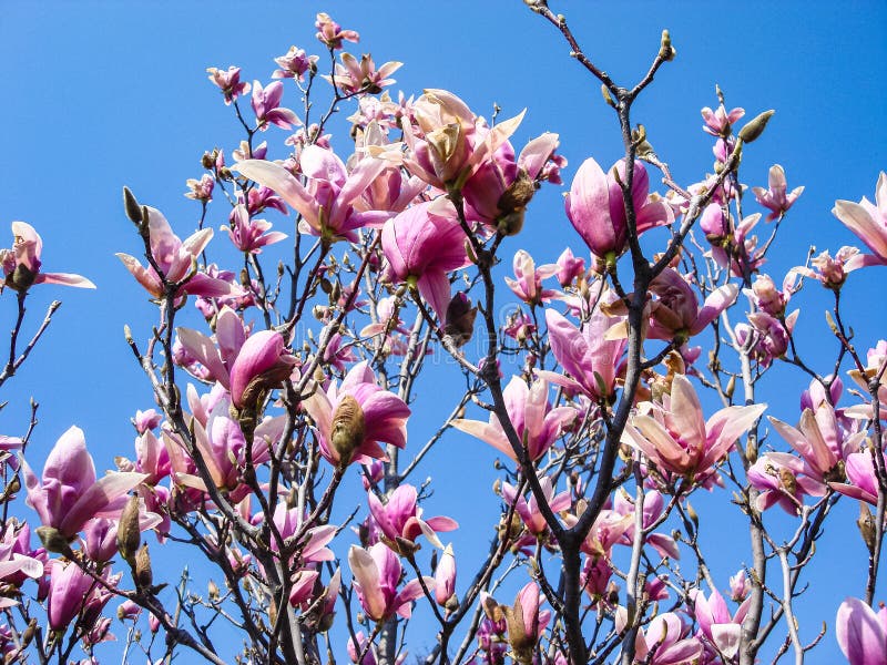 Colorful Spring Flowers Blooming Isolated in a Garden Stock Image ...