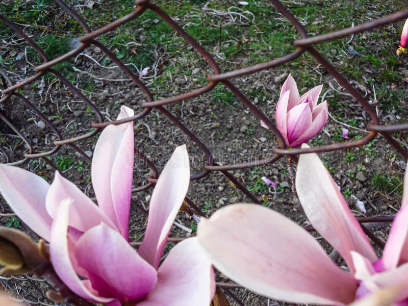 Colorful Spring Flowers Blooming Isolated in a Garden Stock Image ...
