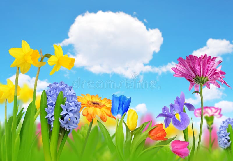 Colorful spring flowers stock image. Image of daisy, fine - 70053469