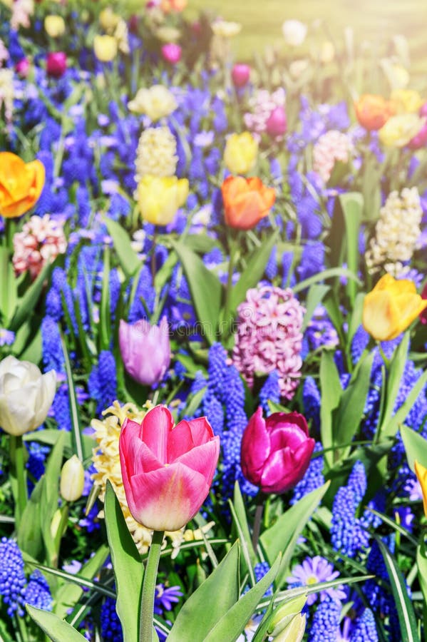 Colorful spring flowers stock photo. Image of garden - 56566964