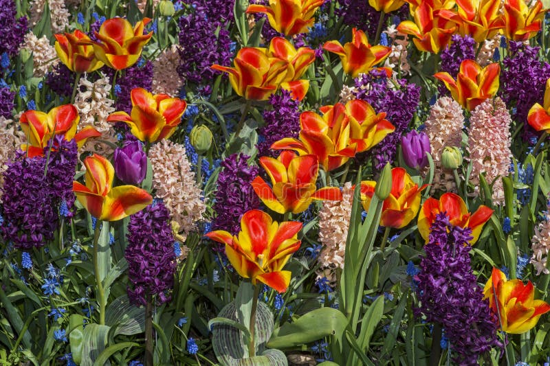 Colorful spring flowers stock photo. Image of blossom - 83857960