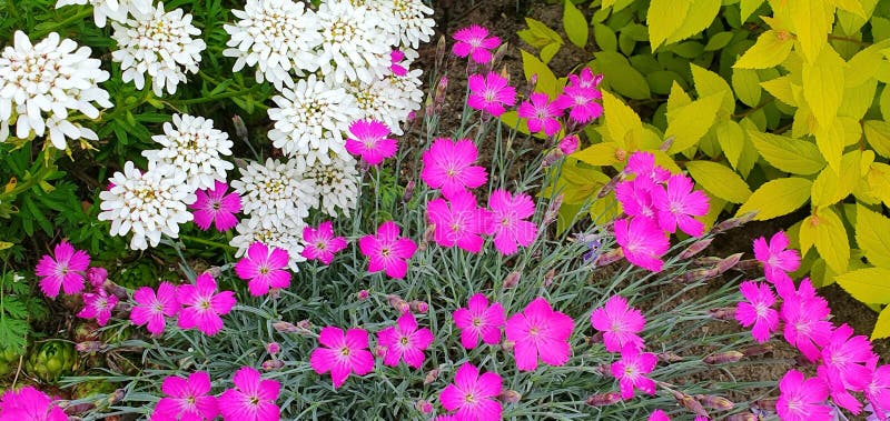 Colorful Spring Flowers and Leaves Stock Photo - Image of flowers ...