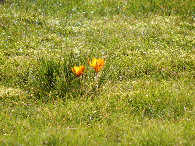 Colorful Spring Flowers on the Meadow Stock Image - Image of wildflower ...