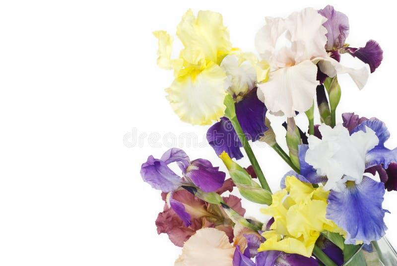 Colorful Spring Irises stock photo. Image of beauty, hybrid - 14964340