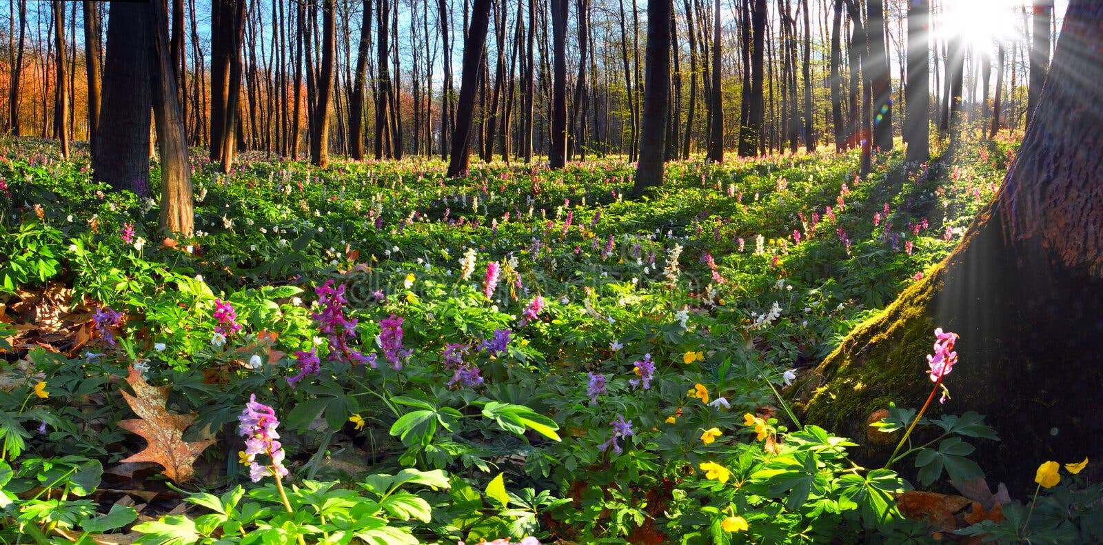 Colorful Spring Landscape on Misty River Stock Image - Image of grass ...