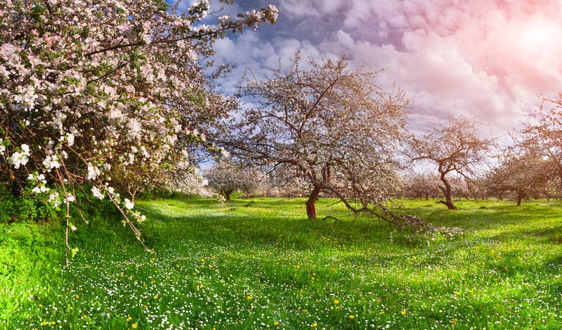 Colorful Spring Landscape in Apples Garden Stock Image - Image of leaf ...