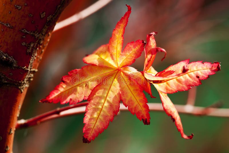 Colorful spring leaves stock image. Image of spring, developing - 17946509