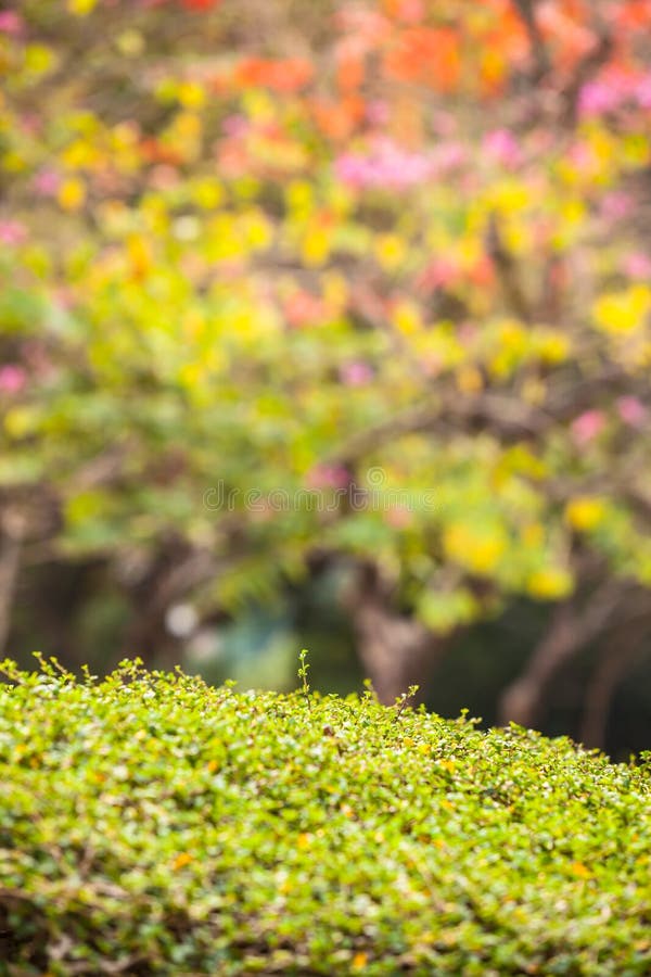 Colorful Spring Leaves stock image. Image of china, forest - 39844767
