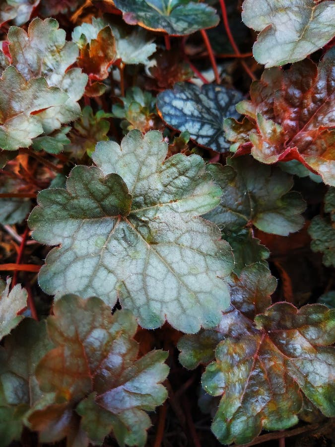 Colorful Spring Leaves Growing in the Ground Stock Image - Image of ...