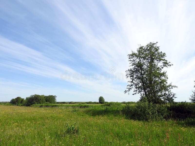 Spring Field with Trees stock photo. Image of tree, farm - 2259578