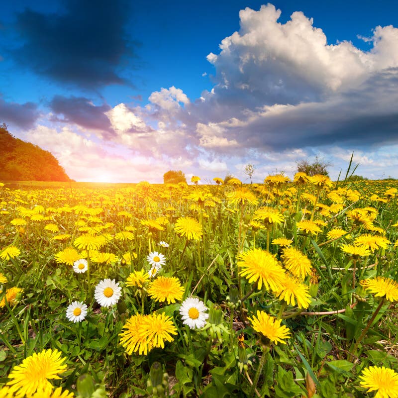 Morning Blossom in the Rose Garden Stock Photo - Image of freshness ...