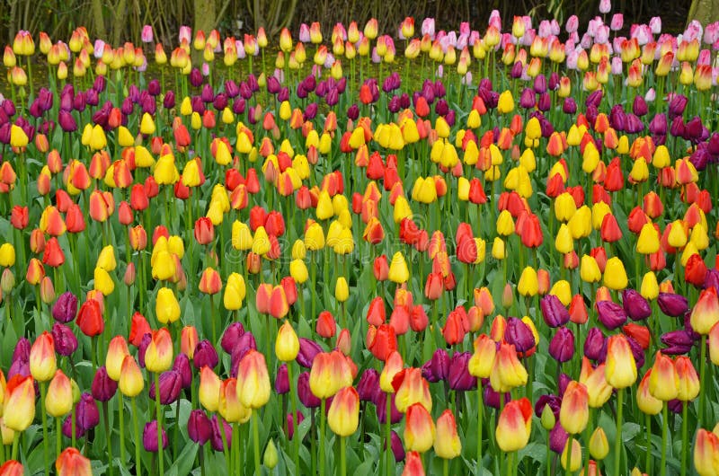 Colorful Spring Tulip Garden Stock Image - Image of botanical, floral ...