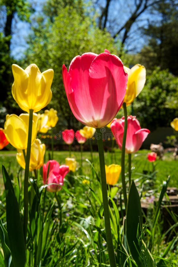 Colorful Spring Tulips Garden Stock Photo - Image of spring, stem ...