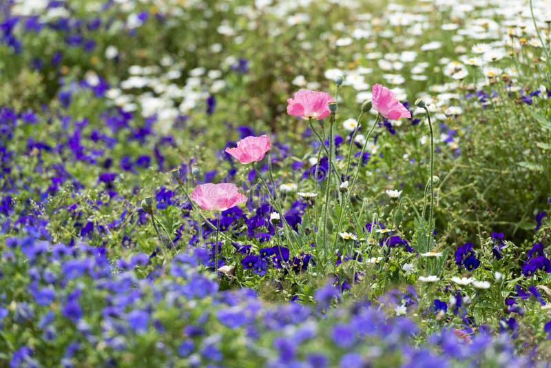 Colorful Spring Wildflowers Meadow Stock Photo - Image of park, bright ...