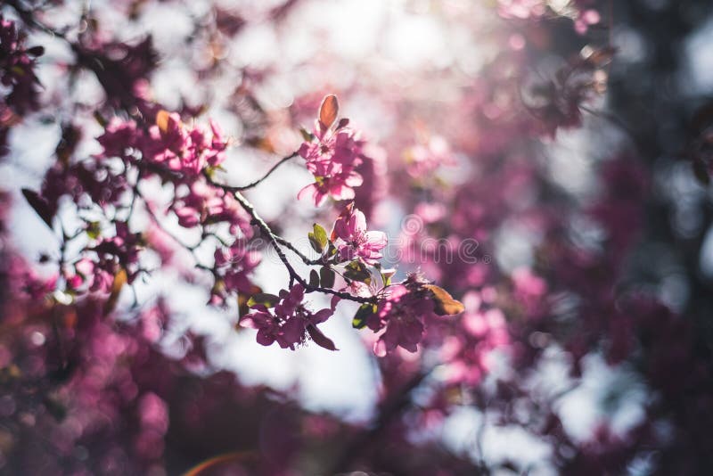 Colorful Springtime Flowers Stock Photo - Image of botanical, floral ...