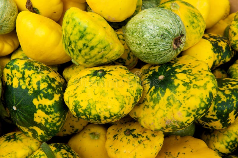Mini Zucchini Ball Eight Ball Squash Courgette Stock Image - Image of ...