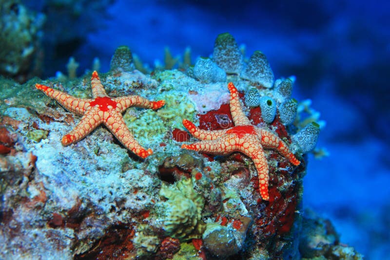 Colorful starfish stock photo. Image of maldives, seastar - 55950262