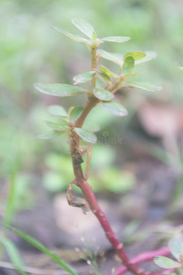 Colorful Stem of Tiny Leaves Stock Photo - Image of nature, leaves ...