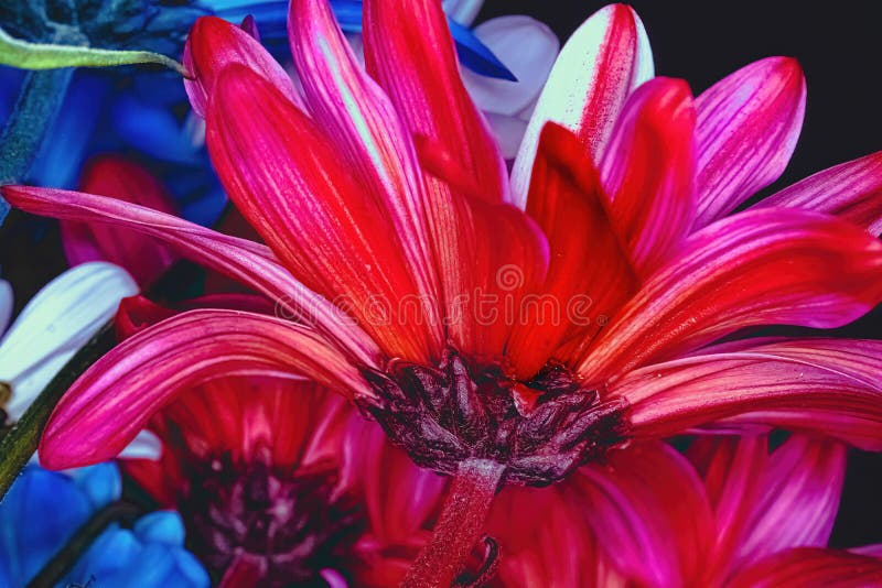Colorful Stems To Different Colored Daisies Stock Image - Image of blue ...