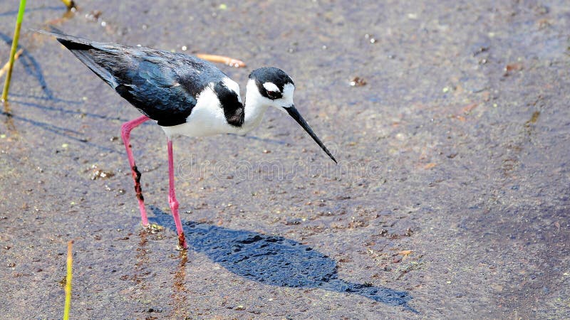 Colorful Stilt Bird stock image. Image of creature, outdoors - 21026385
