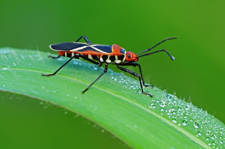 Colorful Stink Bug in the Park Stock Photo - Image of creature, tree ...