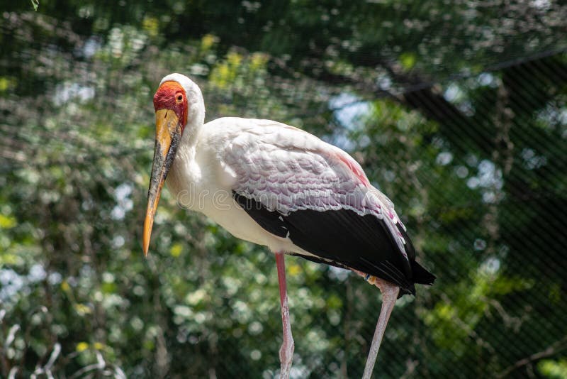 Colorful stork stock photo. Image of large, colorful - 120446042