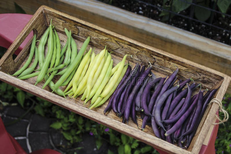 Colorful String Beans stock image. Image of vegan, tray - 79578807