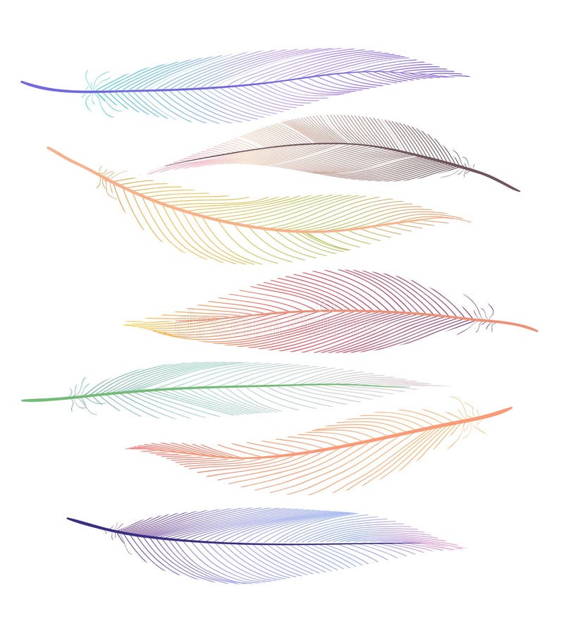 Colorful Stripe Line Feather Stock Vector - Illustration of design ...