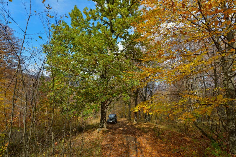 Colorful Stunning Autumn Forest Landscape in October Stock Photo ...