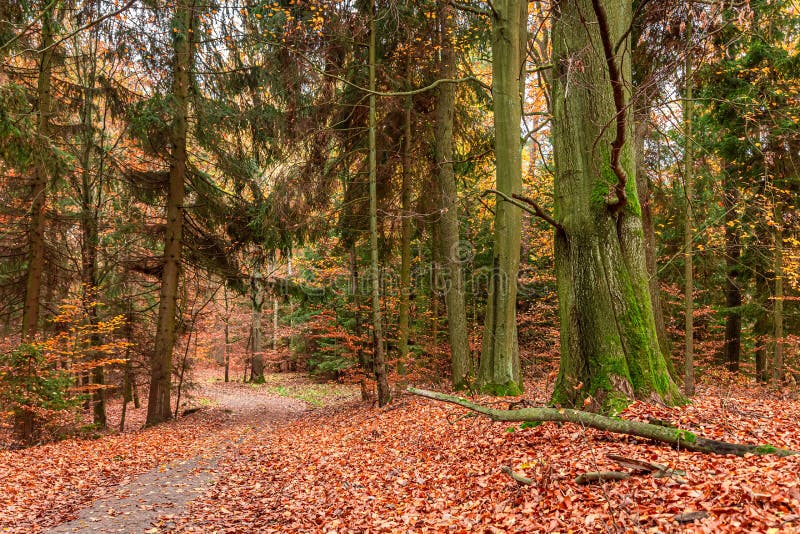 Colorful and Stunning Autumn Forest in Poland Stock Image - Image of ...