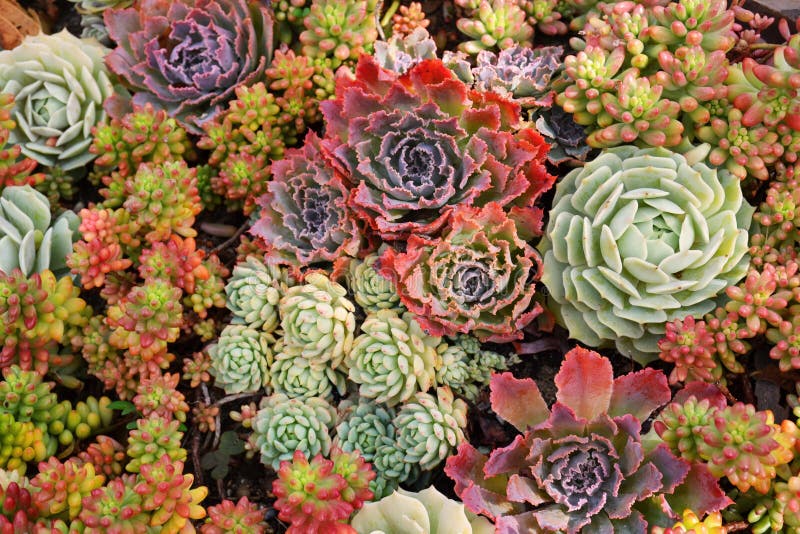 Colorful Succulent Cactus Plants Stock Photo - Image of colorful, bloom ...