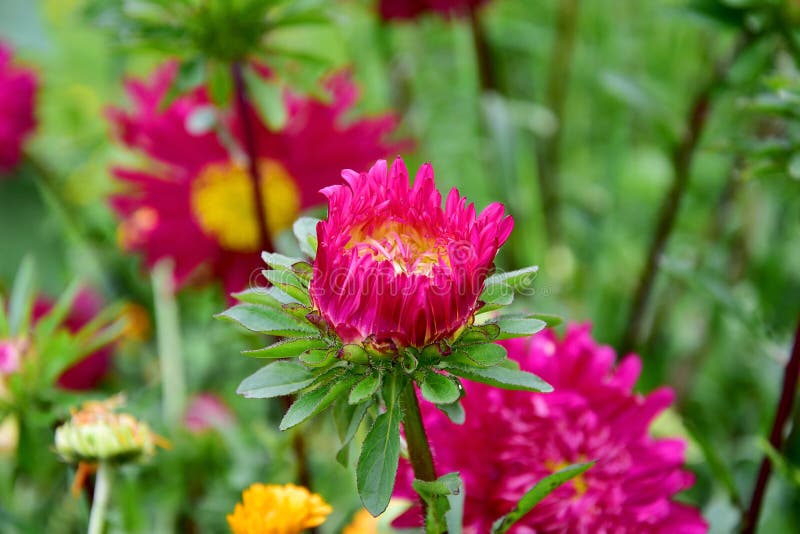 Colorful summer flowers stock image. Image of wild, nature - 82371621