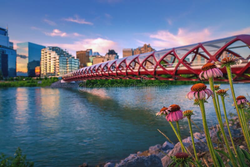 Colorful Summer Flowers by the Bow River Editorial Photo - Image of ...