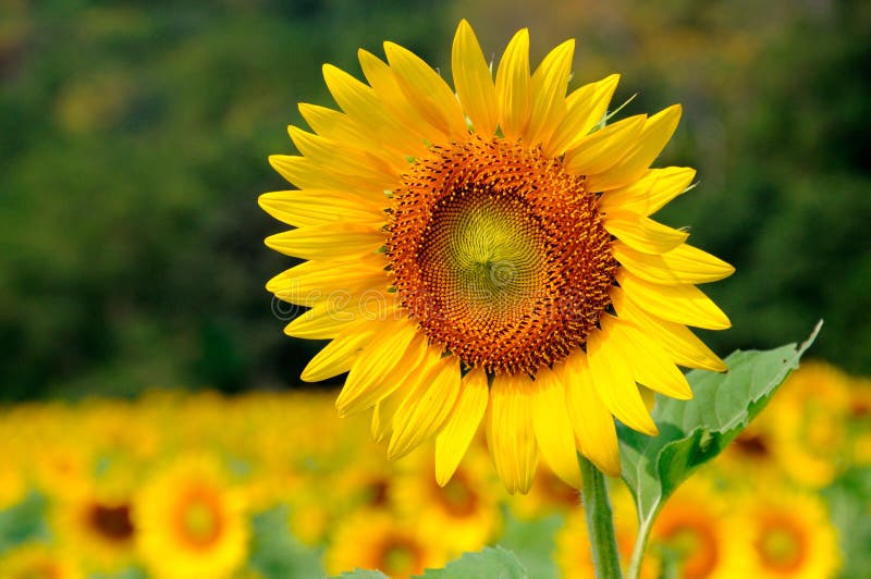 Colorful sunflower stock photo. Image of garden, beauty - 14757312