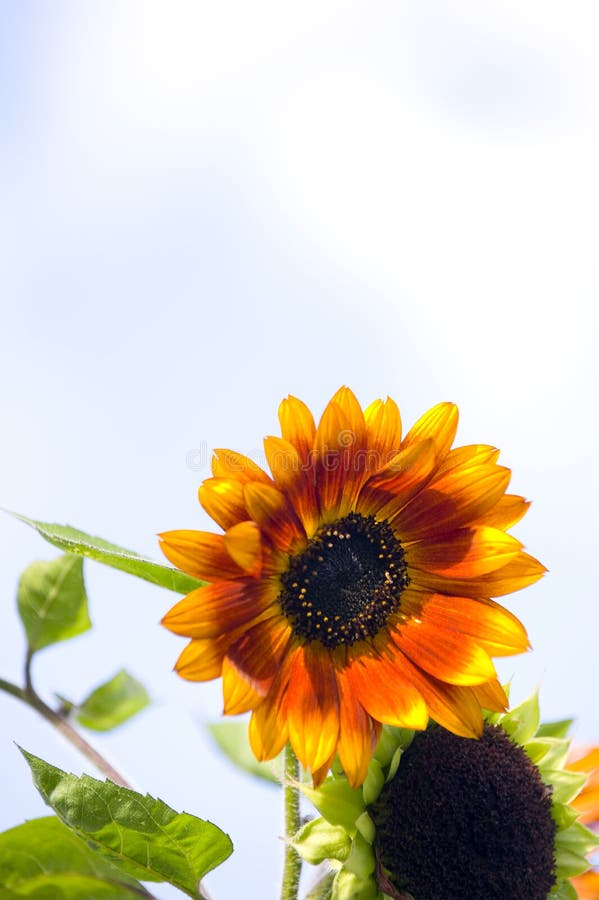 Colorful sunflower stock photo. Image of nature, plant - 40162254