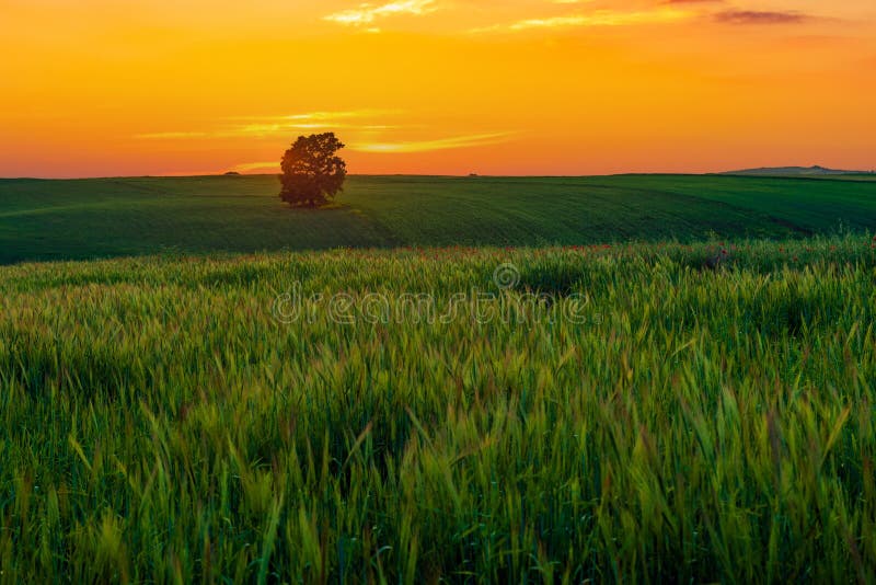 Colorful Sunset on the Farm Field Stock Image - Image of horizon, land ...