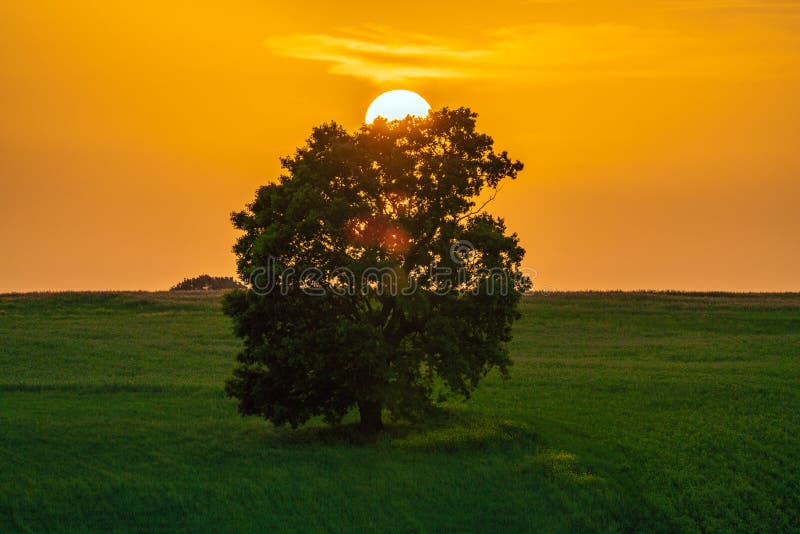 Colorful Sunset on the Green Field Stock Photo - Image of meadow, rural ...