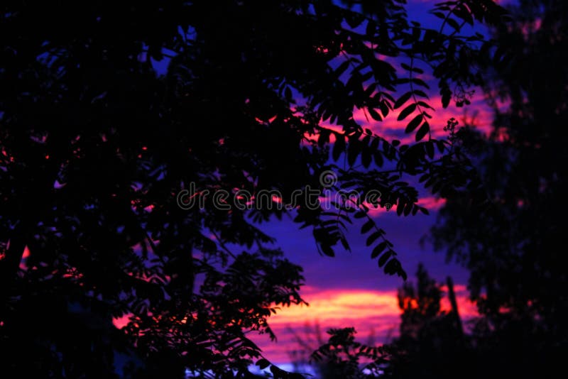 Sunset through the Leaves of Trees Stock Image - Image of darkness ...