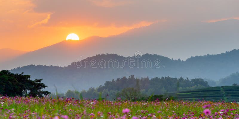 Colorful Sunset at Mountain Ridge with Flower Field Foreground Stock ...