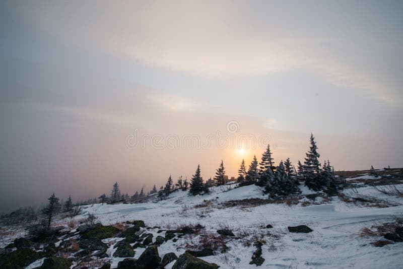 Colorful Sunset in the Mountains with Christmas Trees in the Snow Stock ...