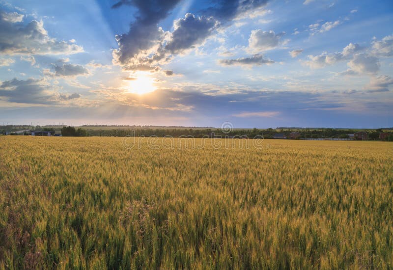Colorful Sunset Over Wheat Field Stock Photo - Image of colorful, gold ...