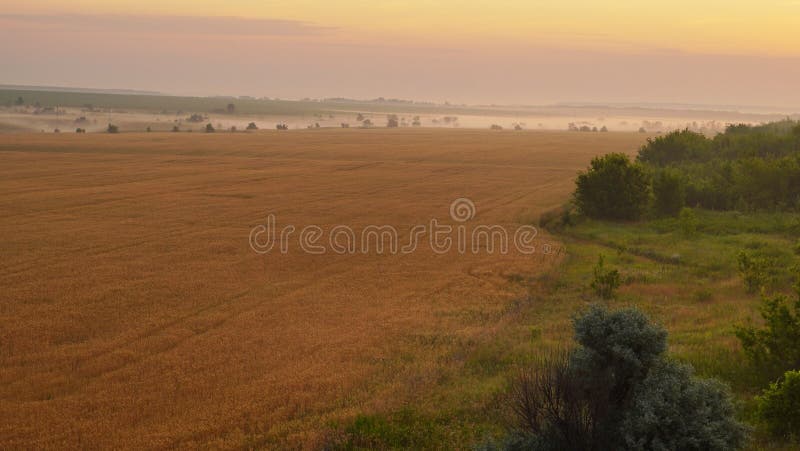 Colorful Sunset Over Wheat Field Stock Image - Image of meadow, idyllic ...