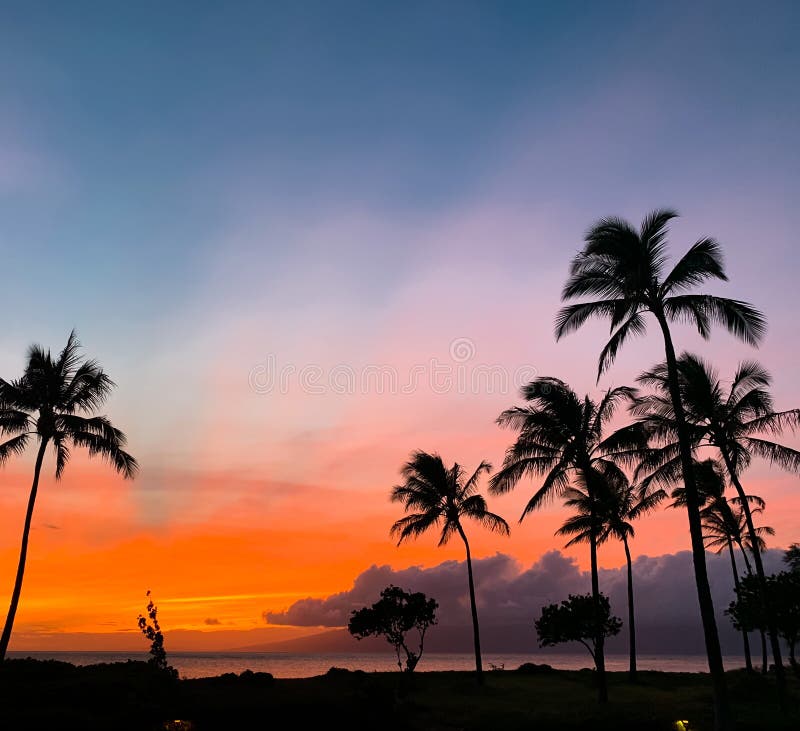 Colorful Sunset with Palm Tree on Maui Island Hawaii Stock Photo ...