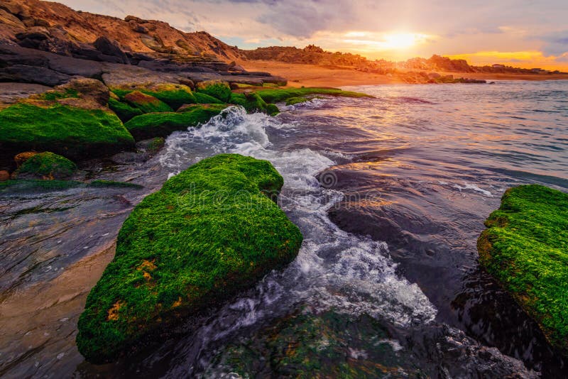 Colorful Sunset on the Sea Shore with Green Algae Stock Photo - Image ...