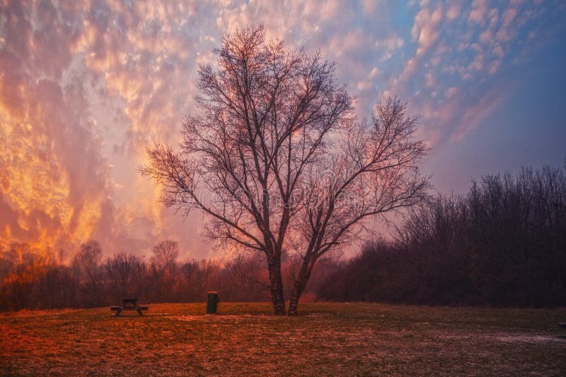 Colorful sunset and tree stock image. Image of park, plant - 33693503
