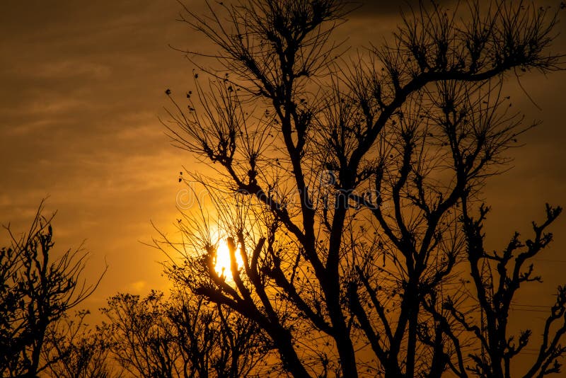 Colorful sunset with trees stock image. Image of stone - 145353701
