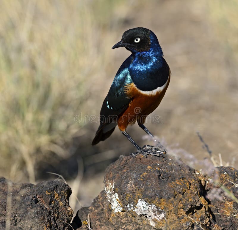 Colorful superb starling stock image. Image of starlings - 44609885